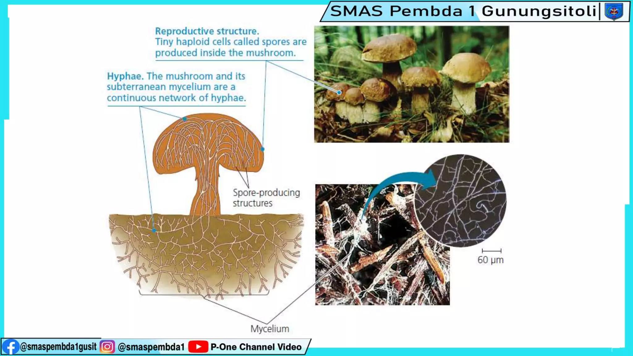 Pert. 1 Karakteristik Fungi (Jamur).pptx
