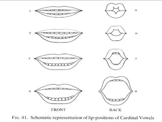 To articulate a vowel sound, the tongue, jaw and lips are placed to create a tube between larynx ...