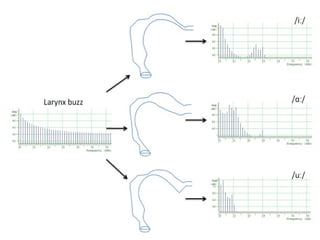 To articulate a vowel sound, the tongue, jaw and lips are placed to create a tube between larynx ...
