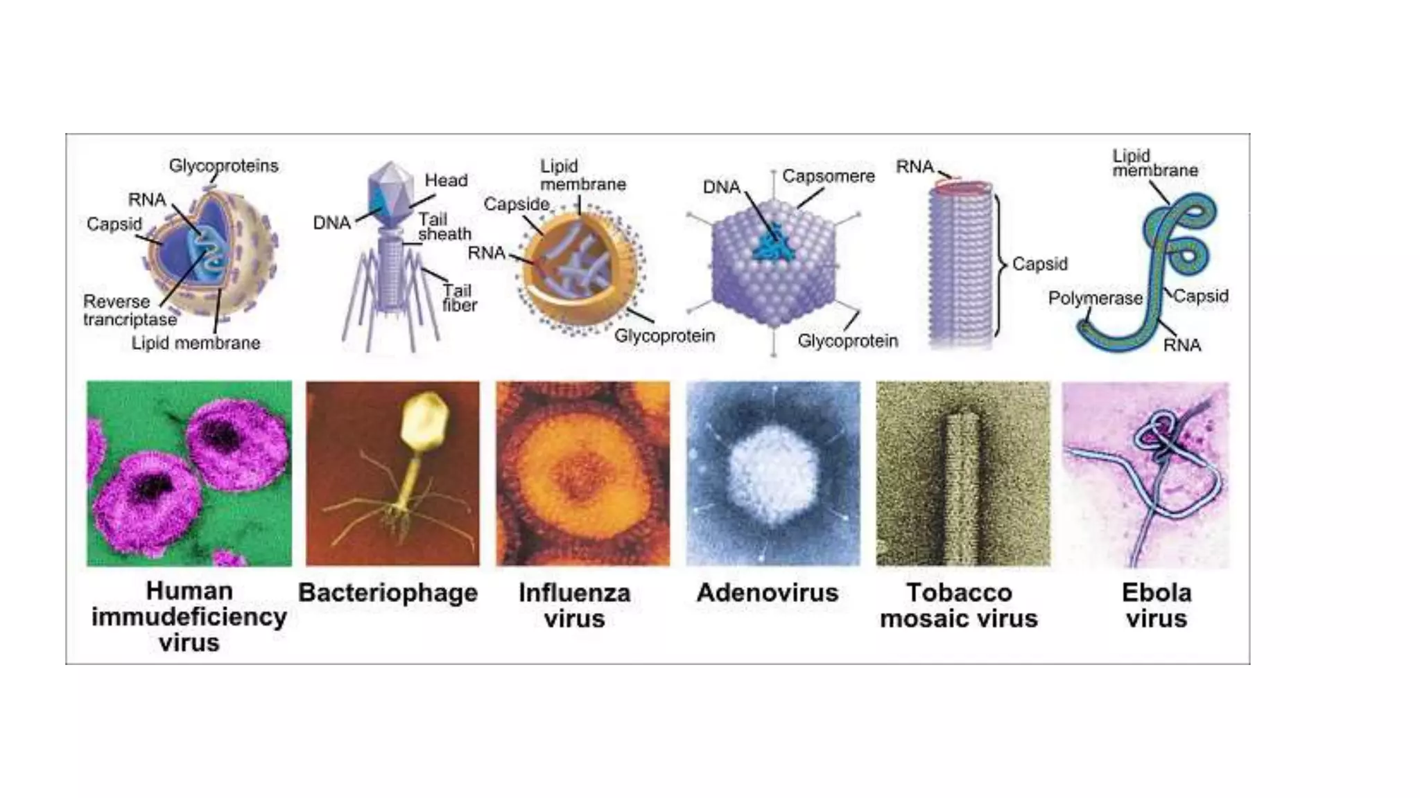 pert 1- struktur virus.pptx