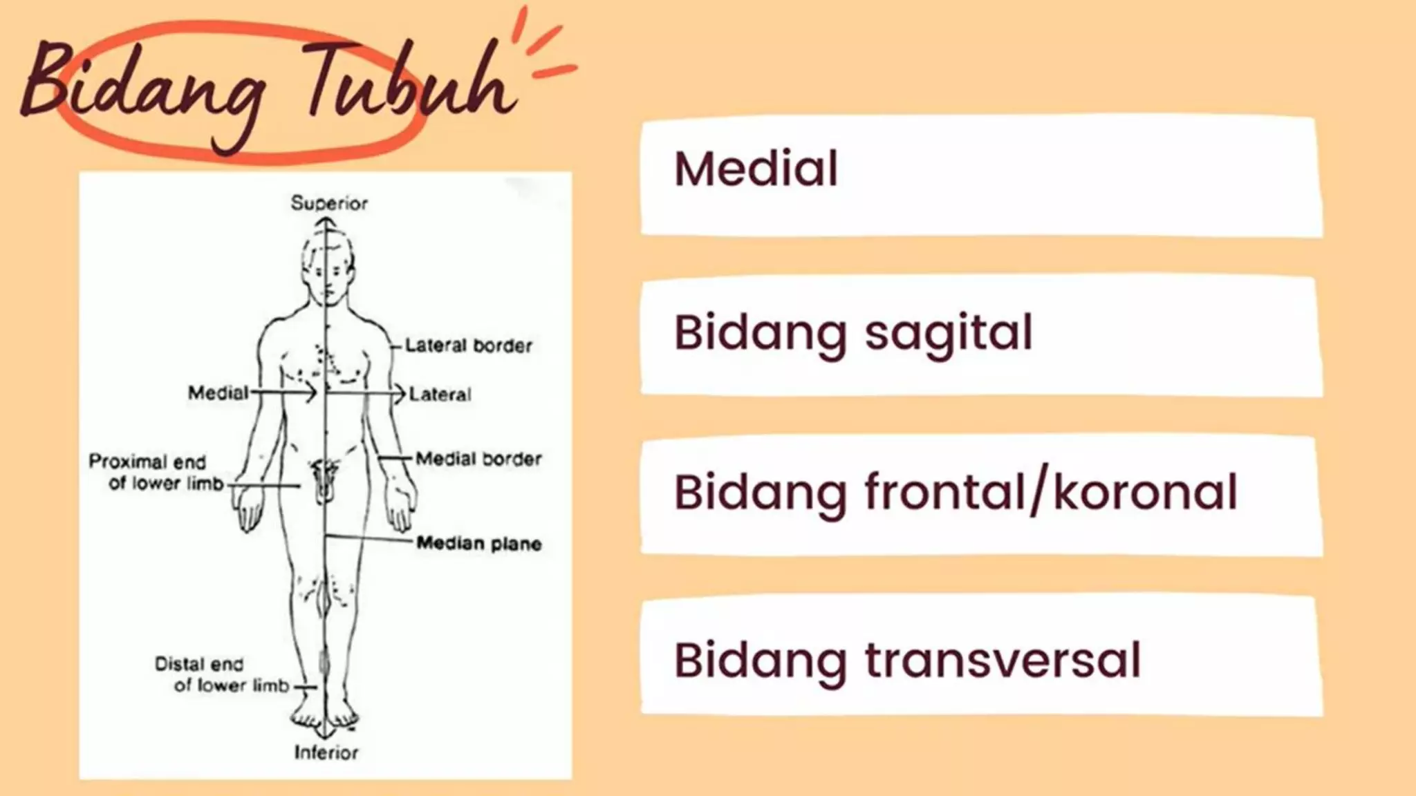 Pert 1 Dasar Anatomi Fisiologi Manusia.pdf