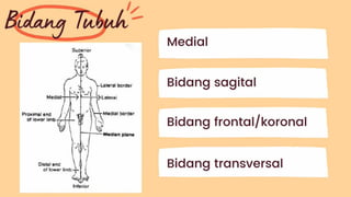 Pert 1 Dasar Anatomi Fisiologi Manusia.pdf