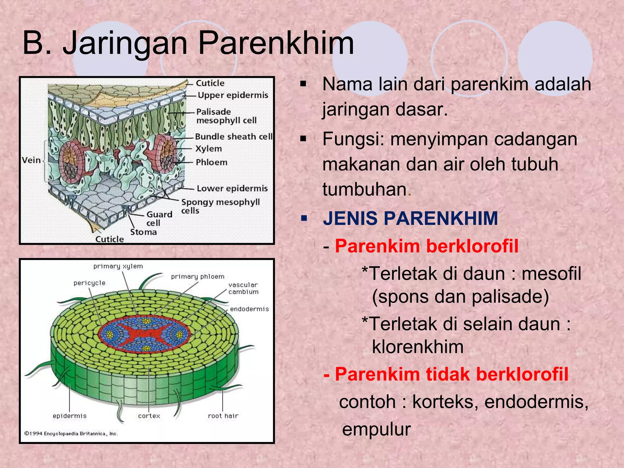 Pert 3 struktur dan organisasi tubuh tumbuhan | PPTX