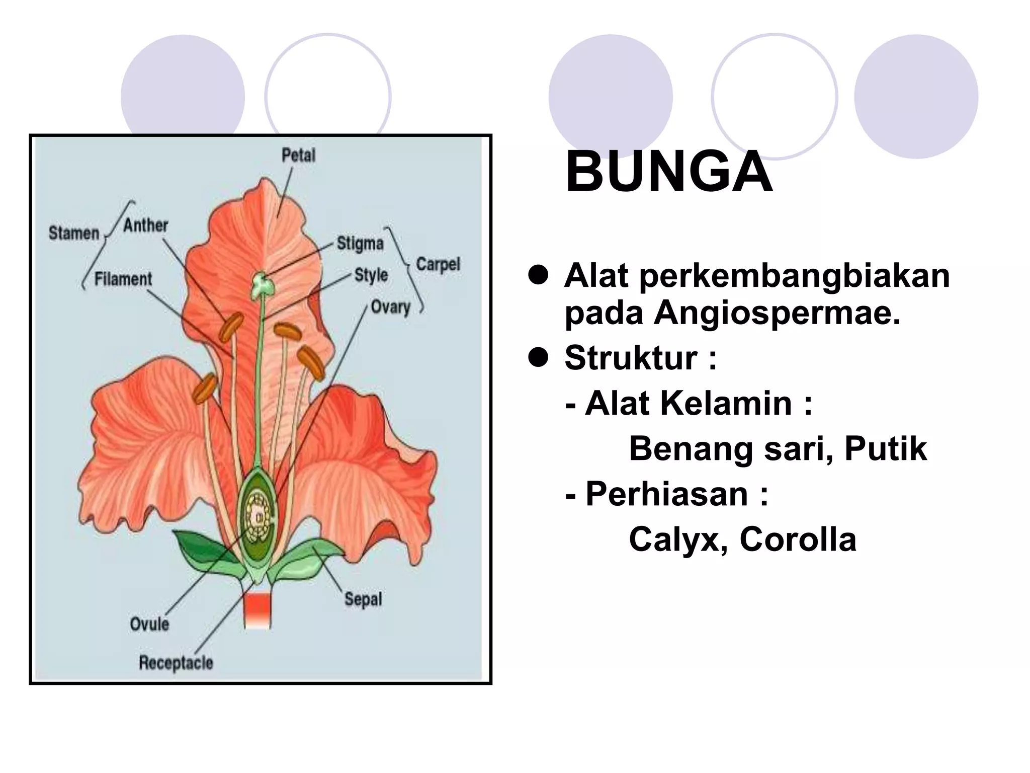 Pert 3 struktur dan organisasi tubuh tumbuhan | PPTX