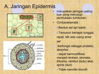 Pert 3 struktur dan organisasi tubuh tumbuhan | PPTX