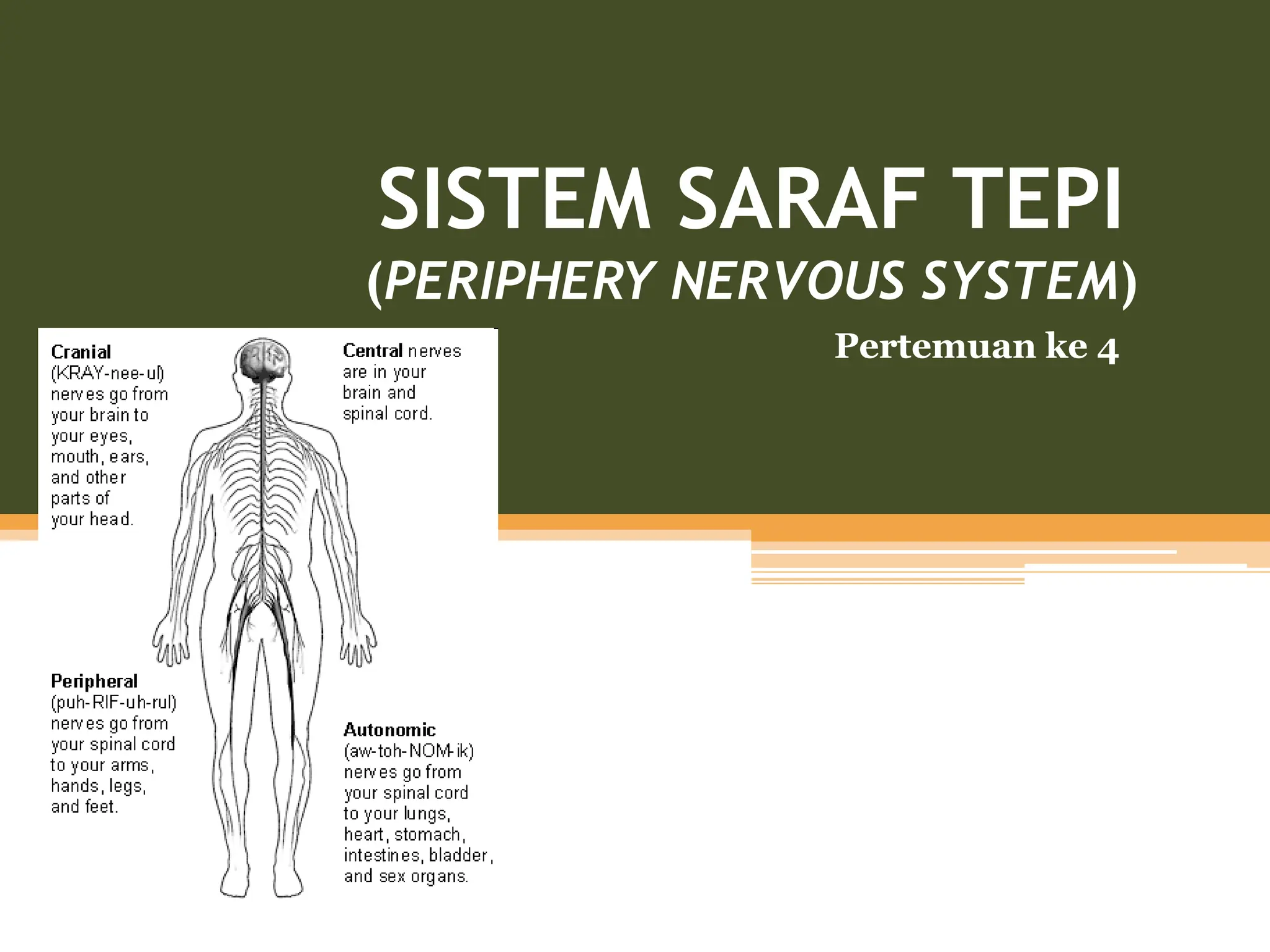 Pert_4_SISTEM_SARAF_PERIFER_SOMATIK_and.ppt