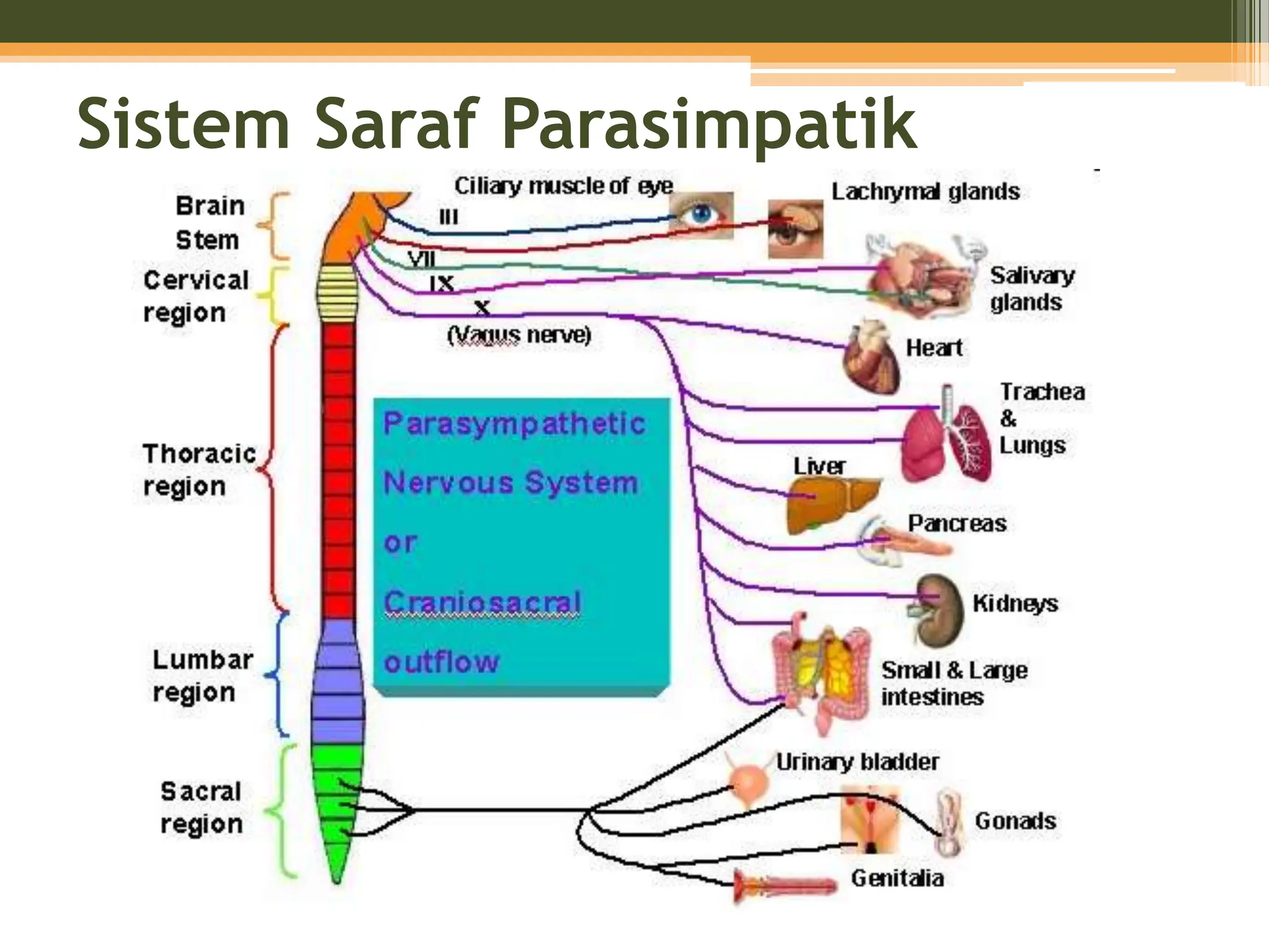 Pert_4_SISTEM_SARAF_PERIFER_SOMATIK_and.ppt