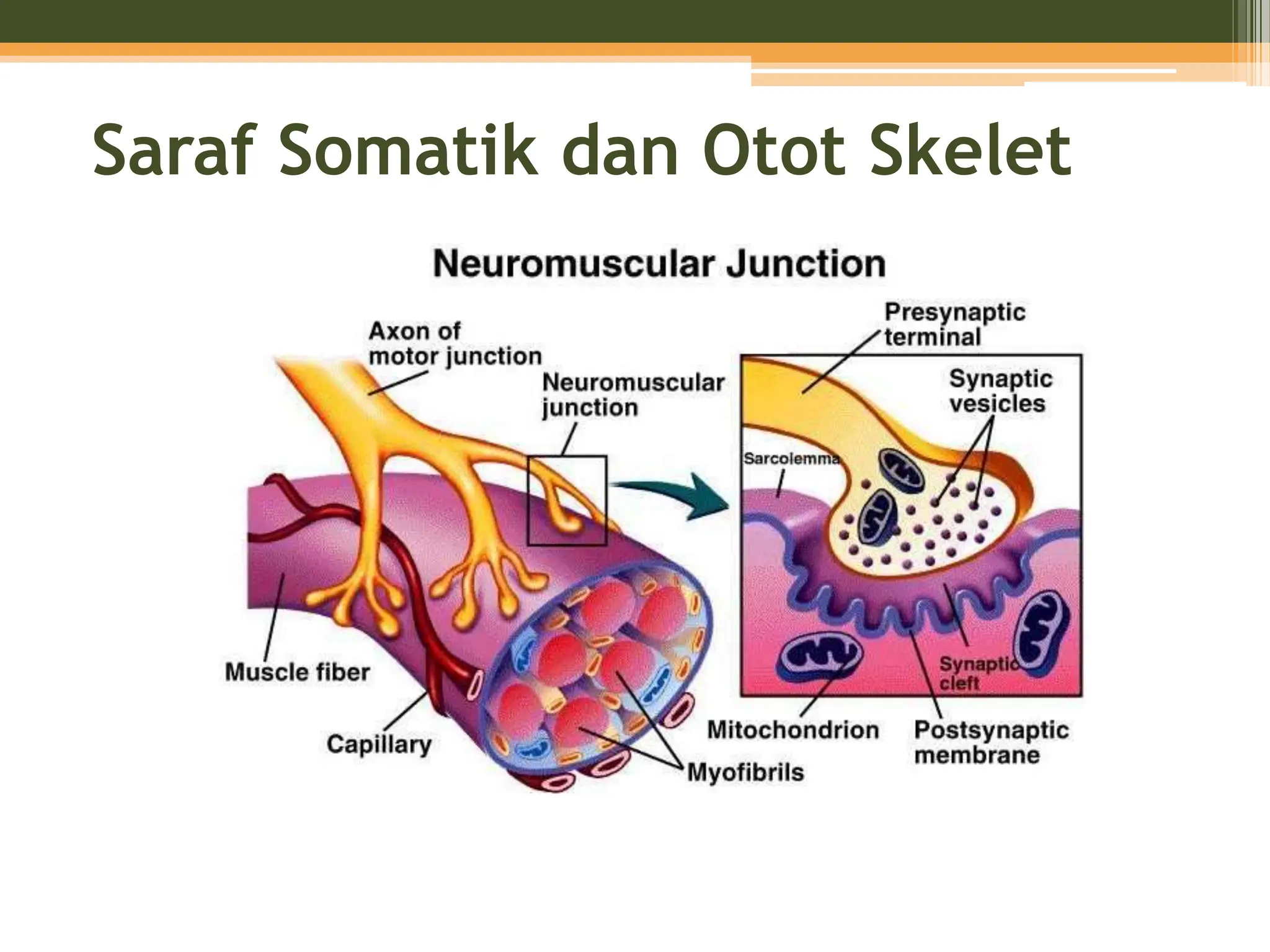 Pert_4_SISTEM_SARAF_PERIFER_SOMATIK_and.ppt