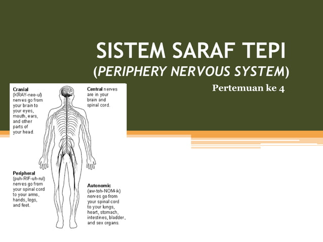 Pert_4_SISTEM_SARAF_PERIFER_SOMATIK_and.ppt