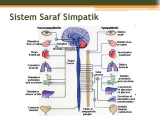 Pert_4_SISTEM_SARAF_PERIFER_SOMATIK_and.ppt