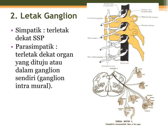 Pert_4_SISTEM_SARAF_PERIFER_SOMATIK_and.ppt