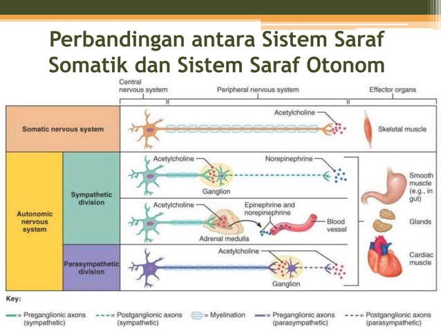 Pert_4_SISTEM_SARAF_PERIFER_SOMATIK_and.ppt