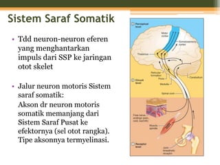 Pert_4_SISTEM_SARAF_PERIFER_SOMATIK_and.ppt