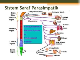 Pert_4_SISTEM_SARAF_PERIFER_SOMATIK_and (1).ppt
