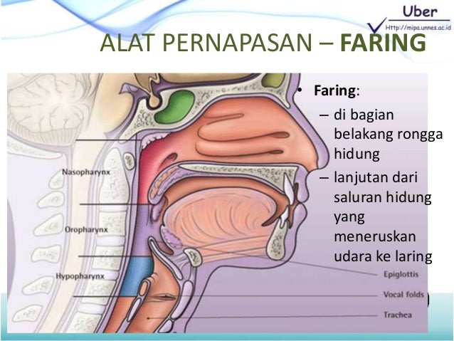 Pert 5. sistem respirasi