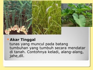 Pert 7 reproduksi tumbuhan | PPT