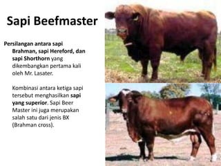 PERT A. JENIS-JENIS SAPI PENGGEMUKAN.pdf