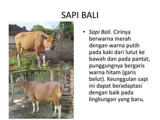PERT A. JENIS-JENIS SAPI PENGGEMUKAN.pdf
