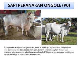 PERT A. JENIS-JENIS SAPI PENGGEMUKAN.pdf