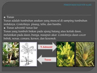 Pertanian organik, fluktuasi harga produk hortikultura dan perbanyakan ...