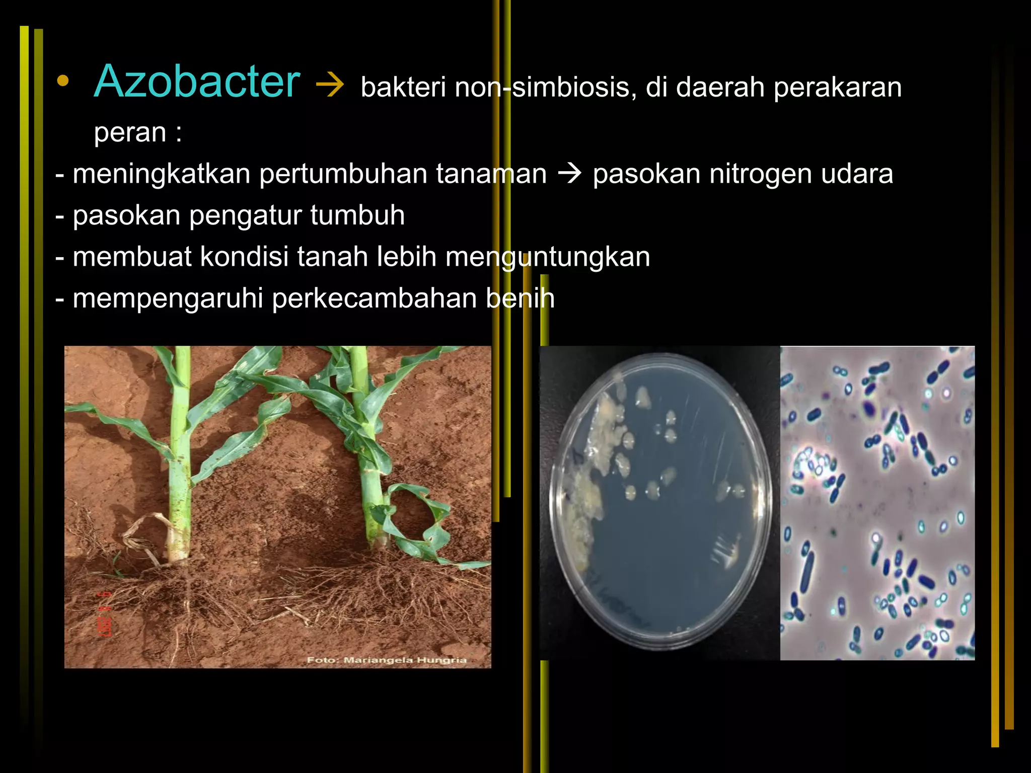 Pertanian organik ramah lingkungan menggunakan mikroba | PPT