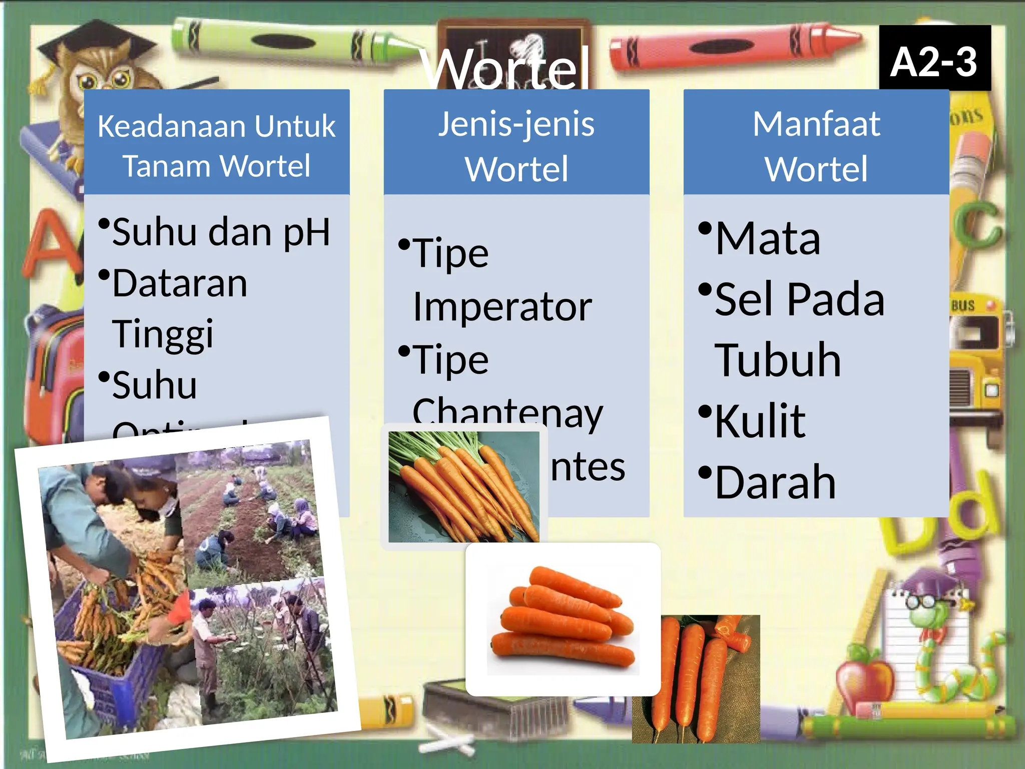 Ppt tanaman wortel semoga bermanfaat bagi pembaca dan juga menjadi ...