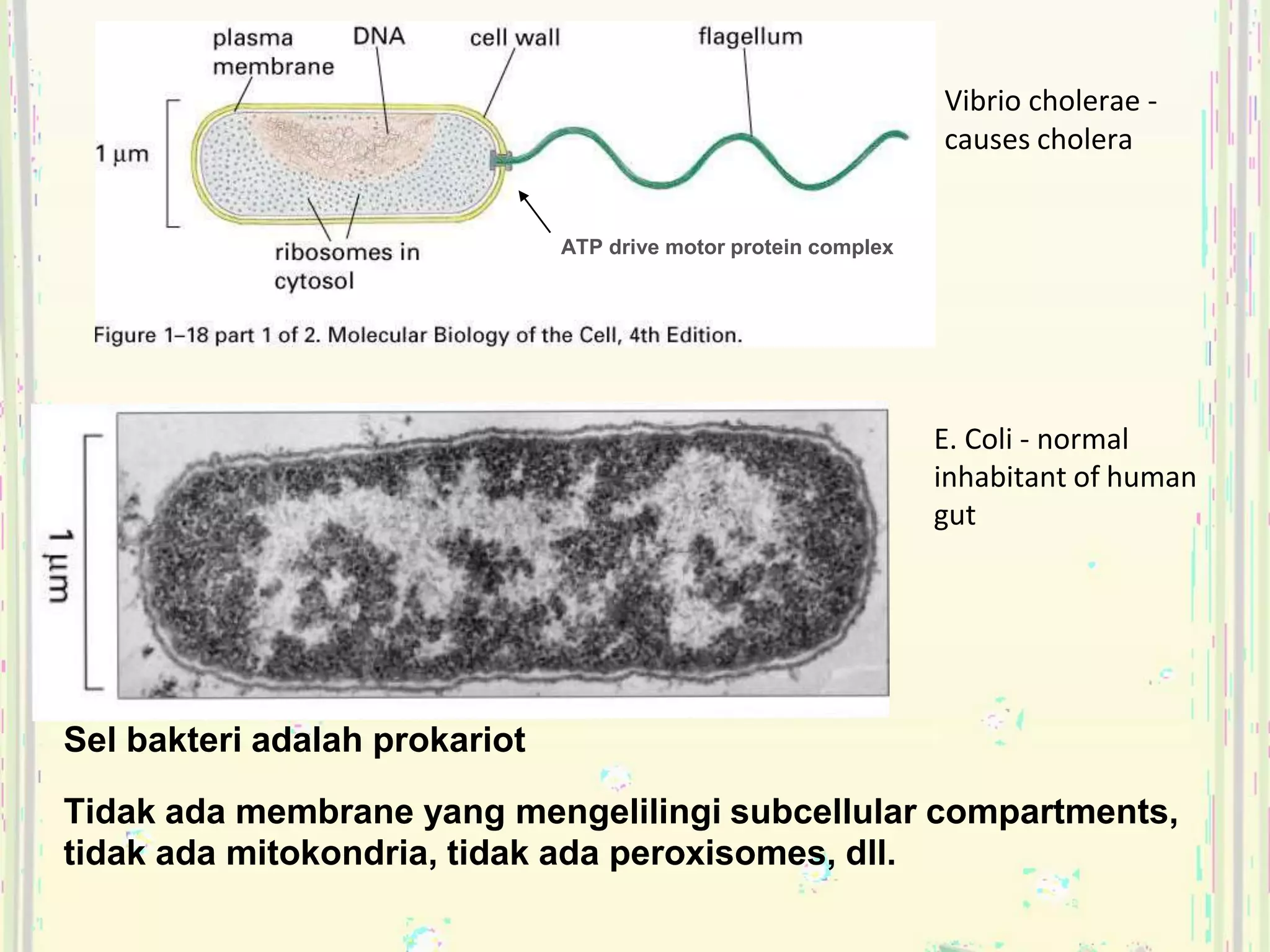EUKARIOT DAN PROKARIOT | DOCX