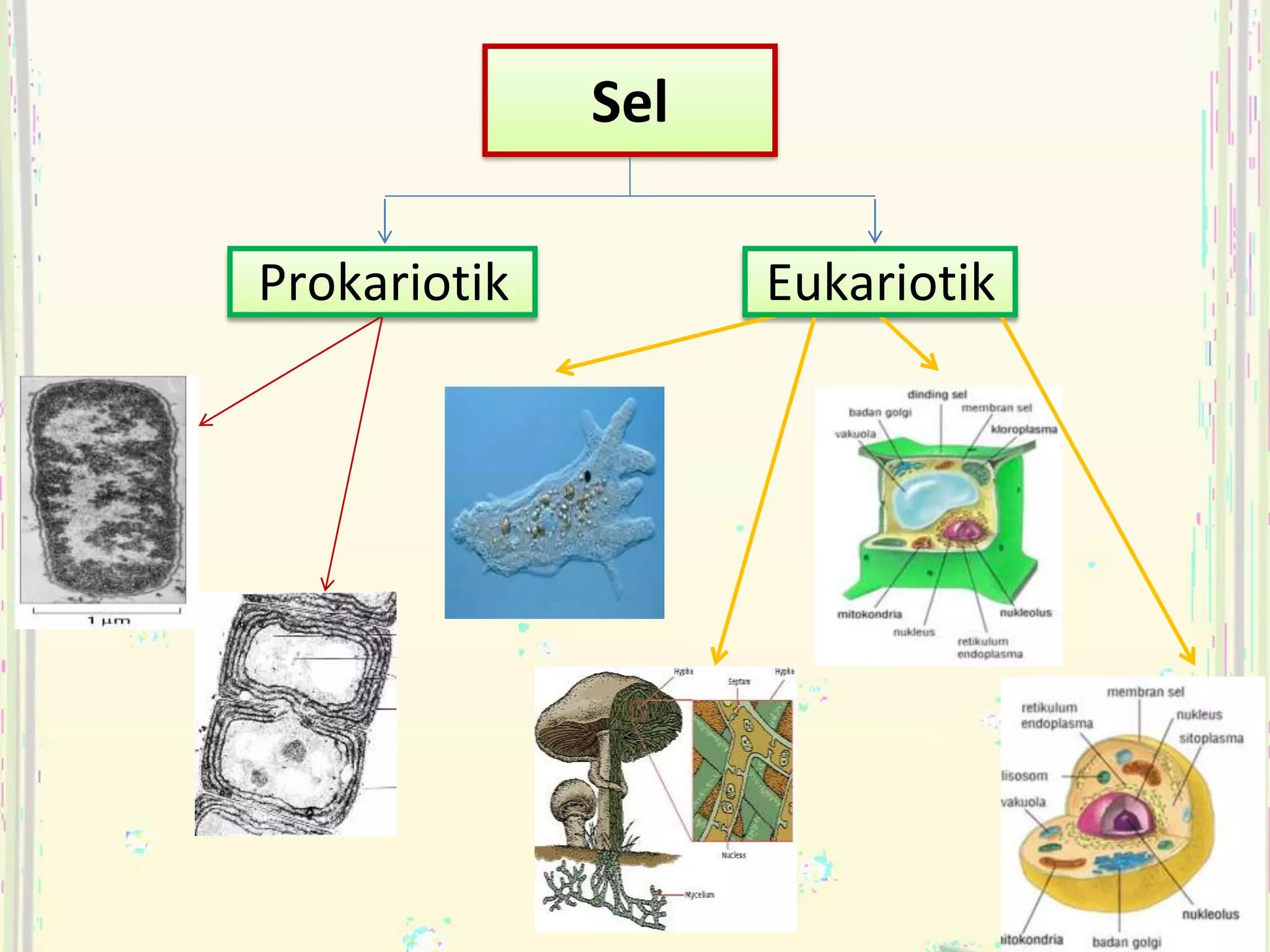 EUKARIOT DAN PROKARIOT | DOCX