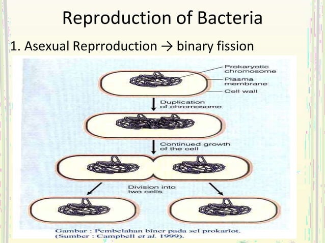 EUKARIOT DAN PROKARIOT | PPT