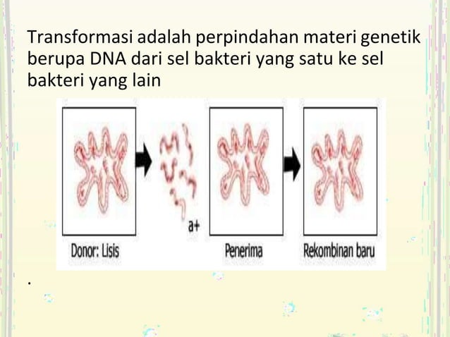 EUKARIOT DAN PROKARIOT | PPT