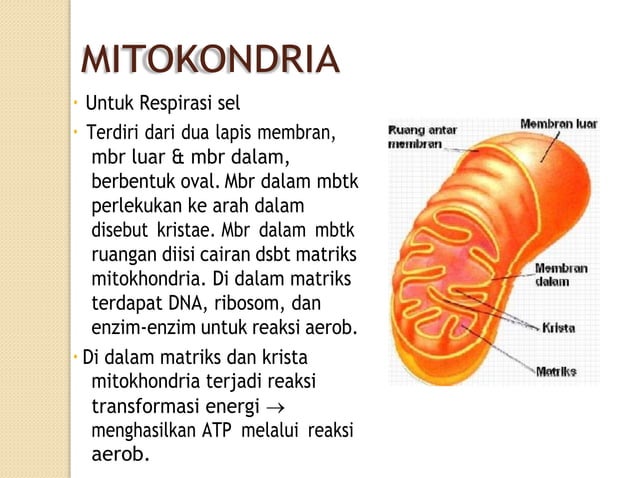 EUKARIOT DAN PROKARIOT | PPT