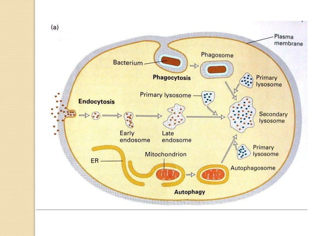 EUKARIOT DAN PROKARIOT | PPT