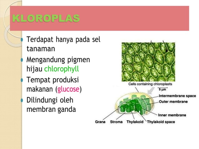 EUKARIOT DAN PROKARIOT | PPT