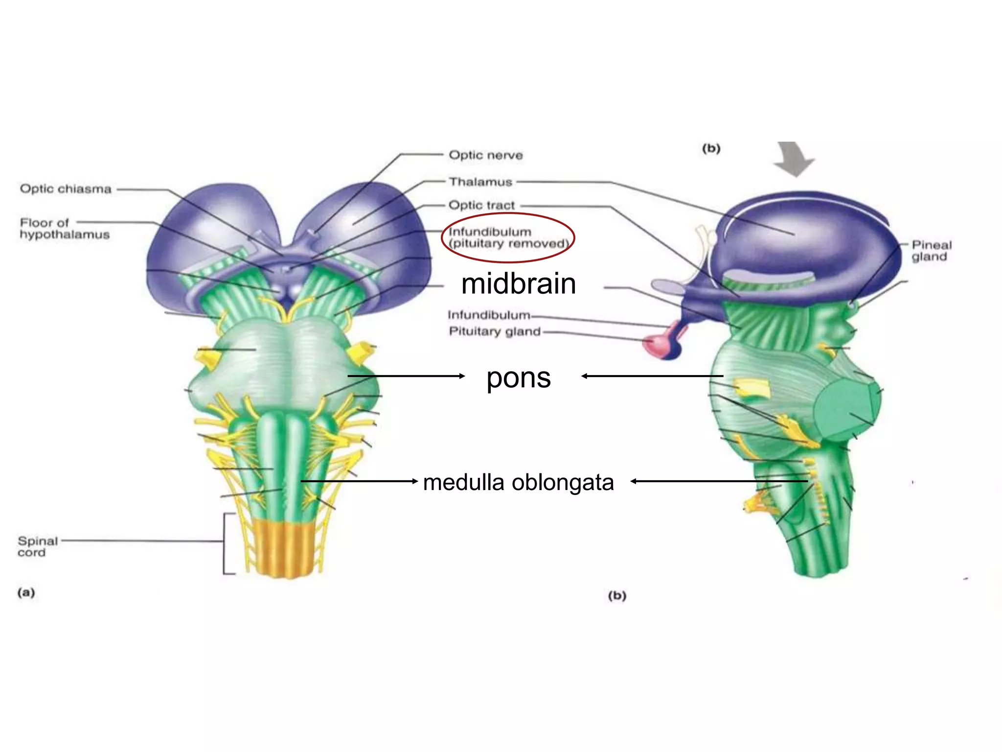 Hakim 5 (sore) Encephalon | PPTX
