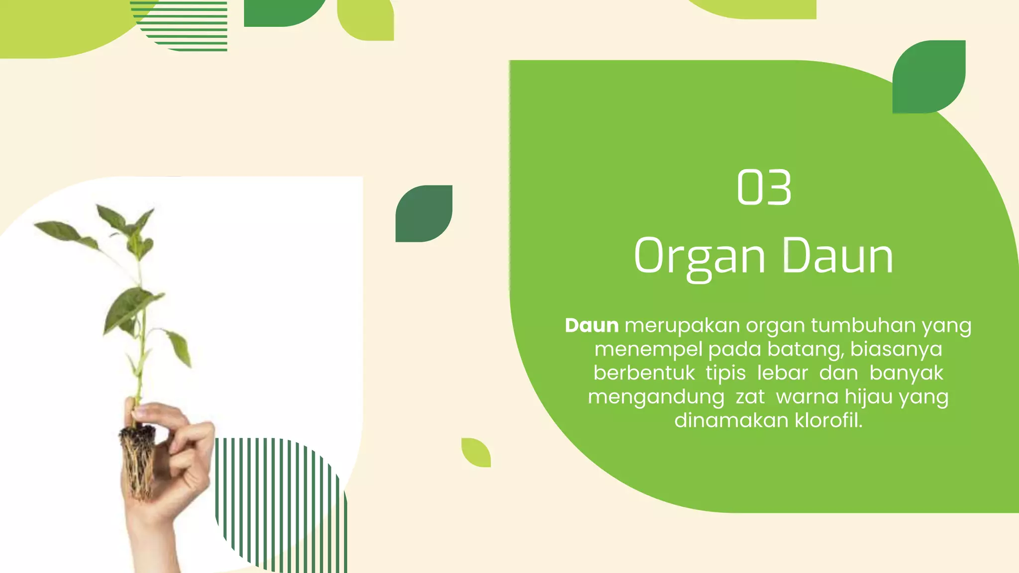 Pertemuan 1. struktur dan fungsi organ akar, batang, daun | PPTX