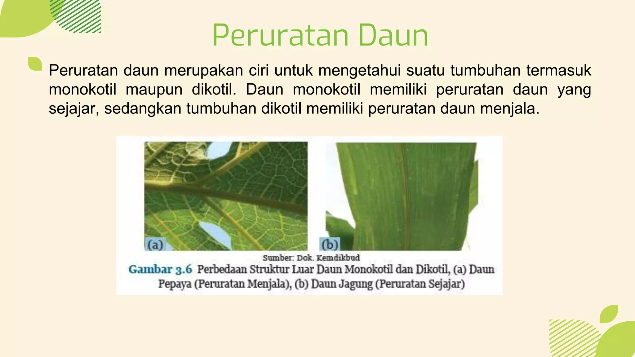 Pertemuan 1. struktur dan fungsi organ akar, batang, daun | PPTX