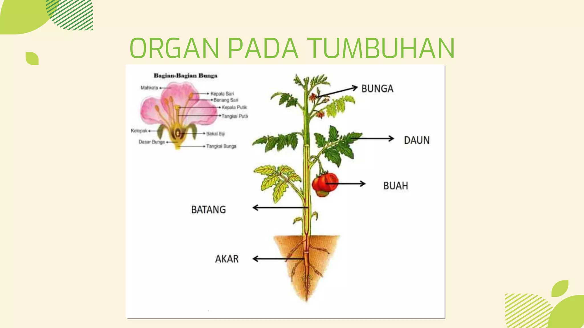 Pertemuan 1. struktur dan fungsi organ akar, batang, daun | PPTX