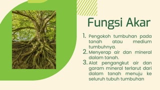 Pertemuan 1. struktur dan fungsi organ akar, batang, daun | PPTX