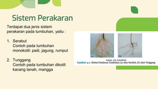 Pertemuan 1. struktur dan fungsi organ akar, batang, daun | PPTX