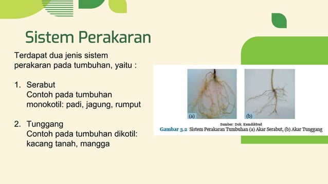 Pertemuan 1. struktur dan fungsi organ akar, batang, daun | PPTX