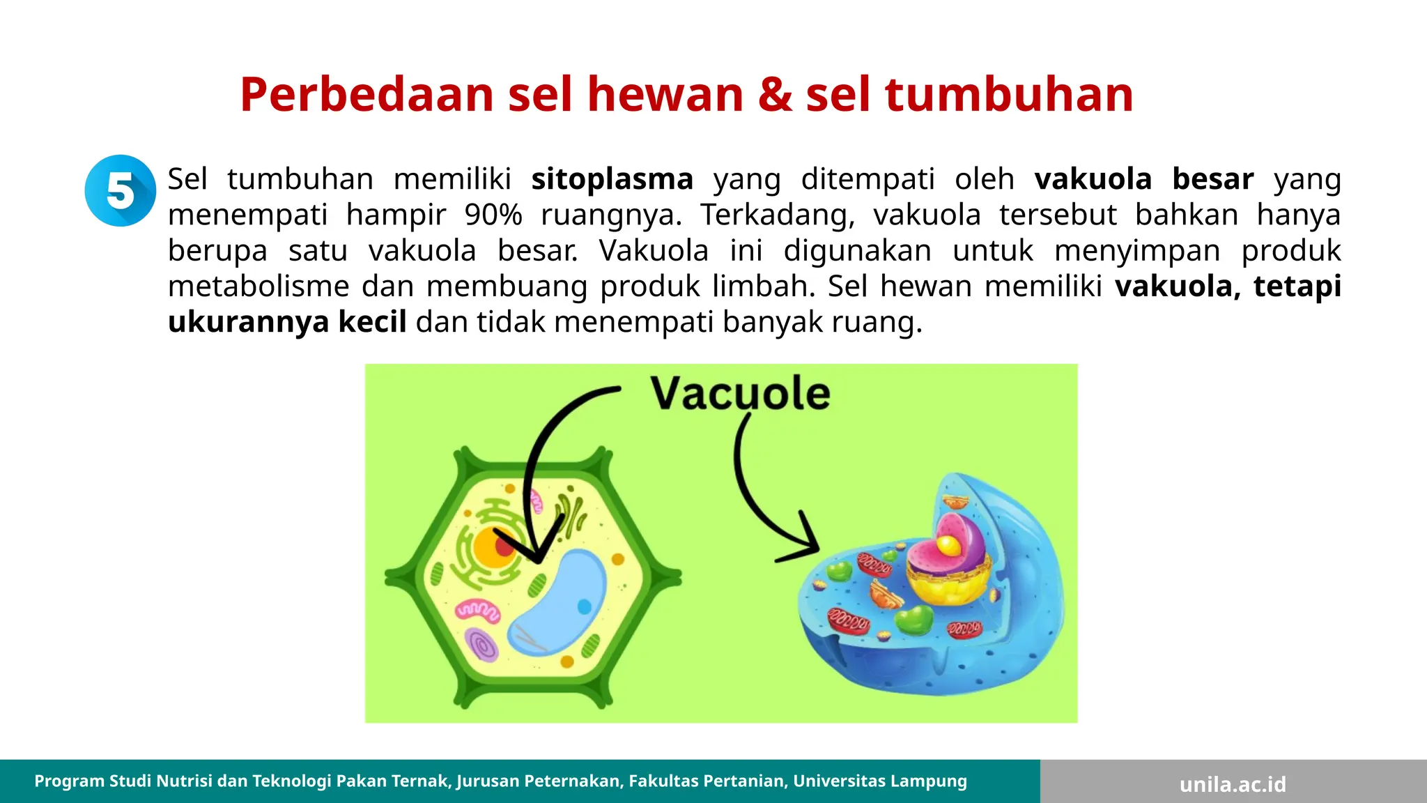 Struktur Sel Hewan dan Sel Tumbuhan - Materi Biologi | PPTX