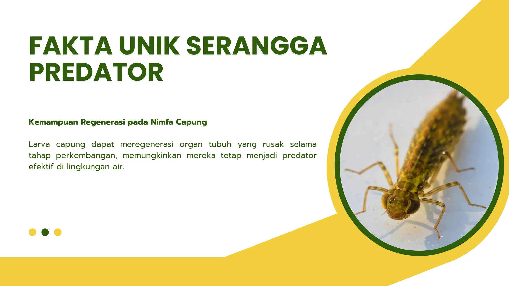 Pertemuan 10 Serangga Predator Bagian 2.pdf