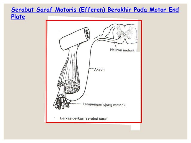 Fisioterapi Neuromuscular Sistem Saraf dan Sistem Motorik | PPTX