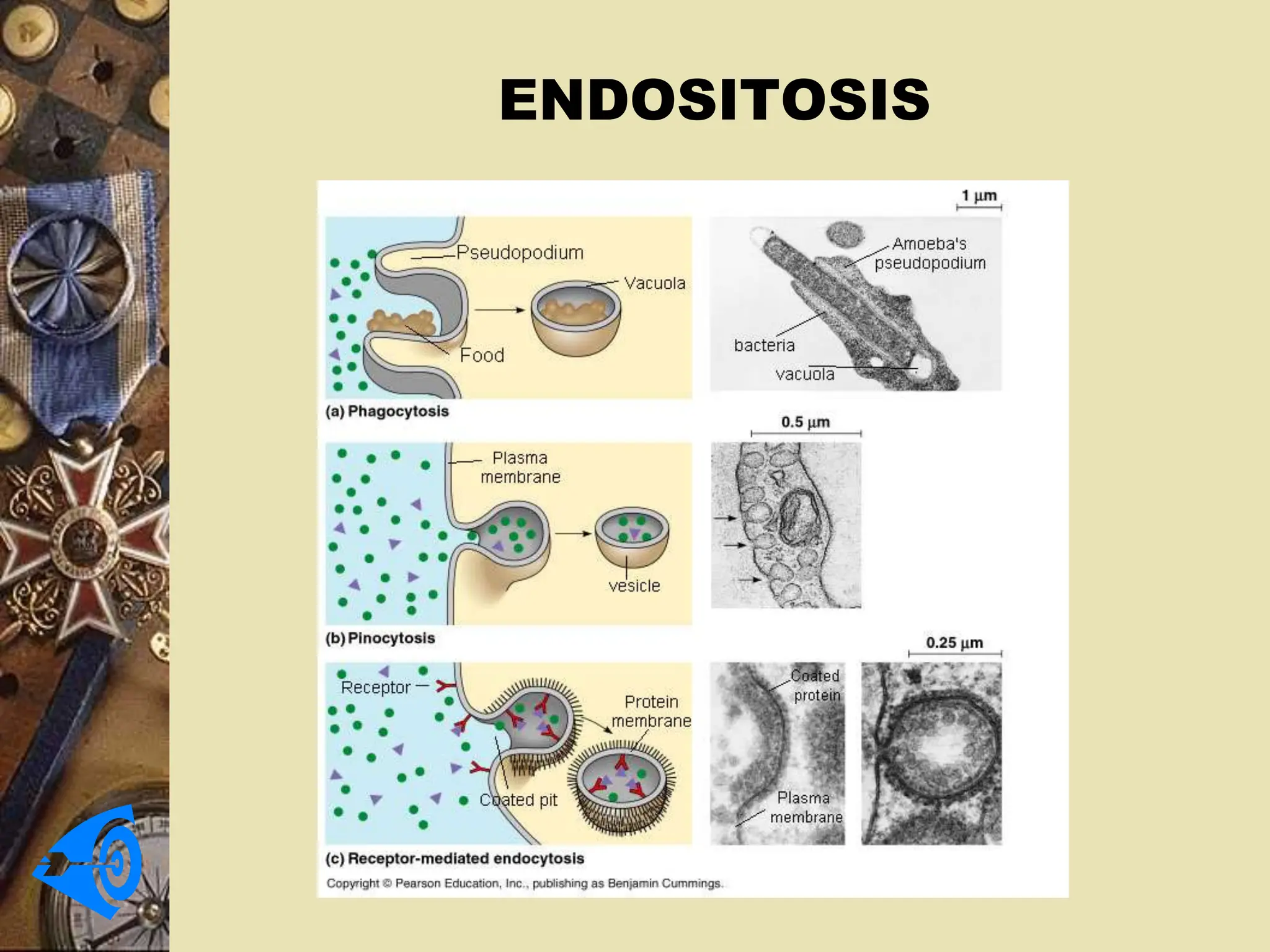 Pertemuan 14 transpor_aktif_manusia_hewan.ppt