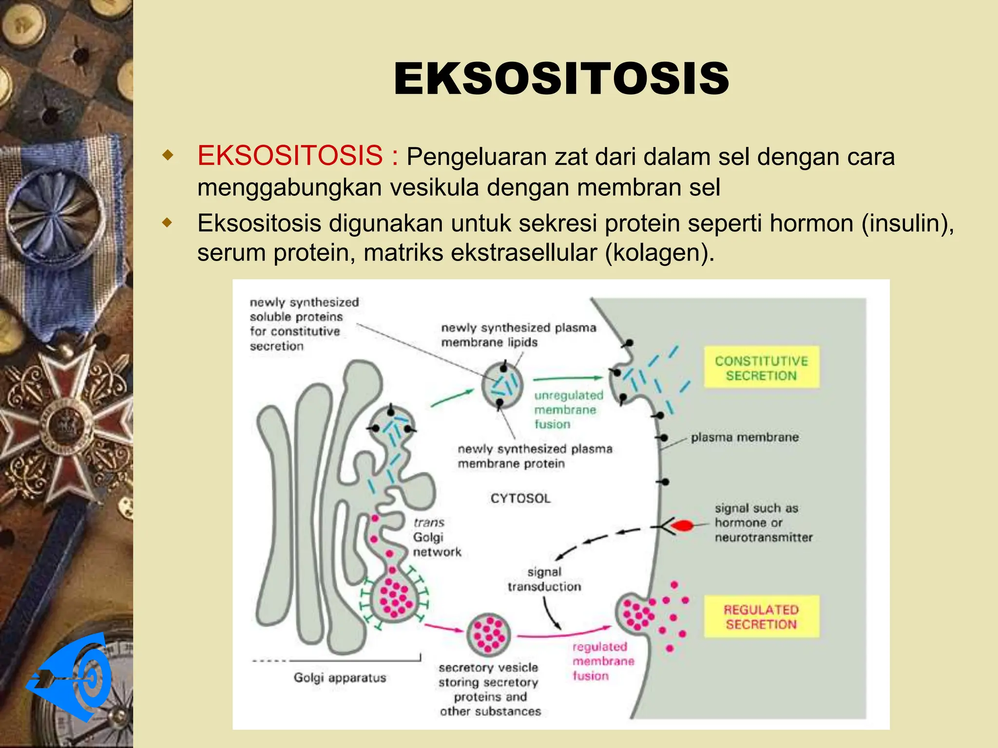 Pertemuan 14 transpor_aktif_manusia_hewan.ppt