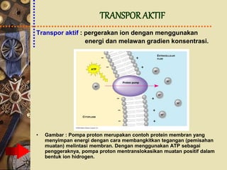 Pertemuan 14 transpor_aktif_manusia_hewan.ppt
