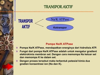 Pertemuan 14 transpor_aktif_manusia_hewan.ppt | Free Download