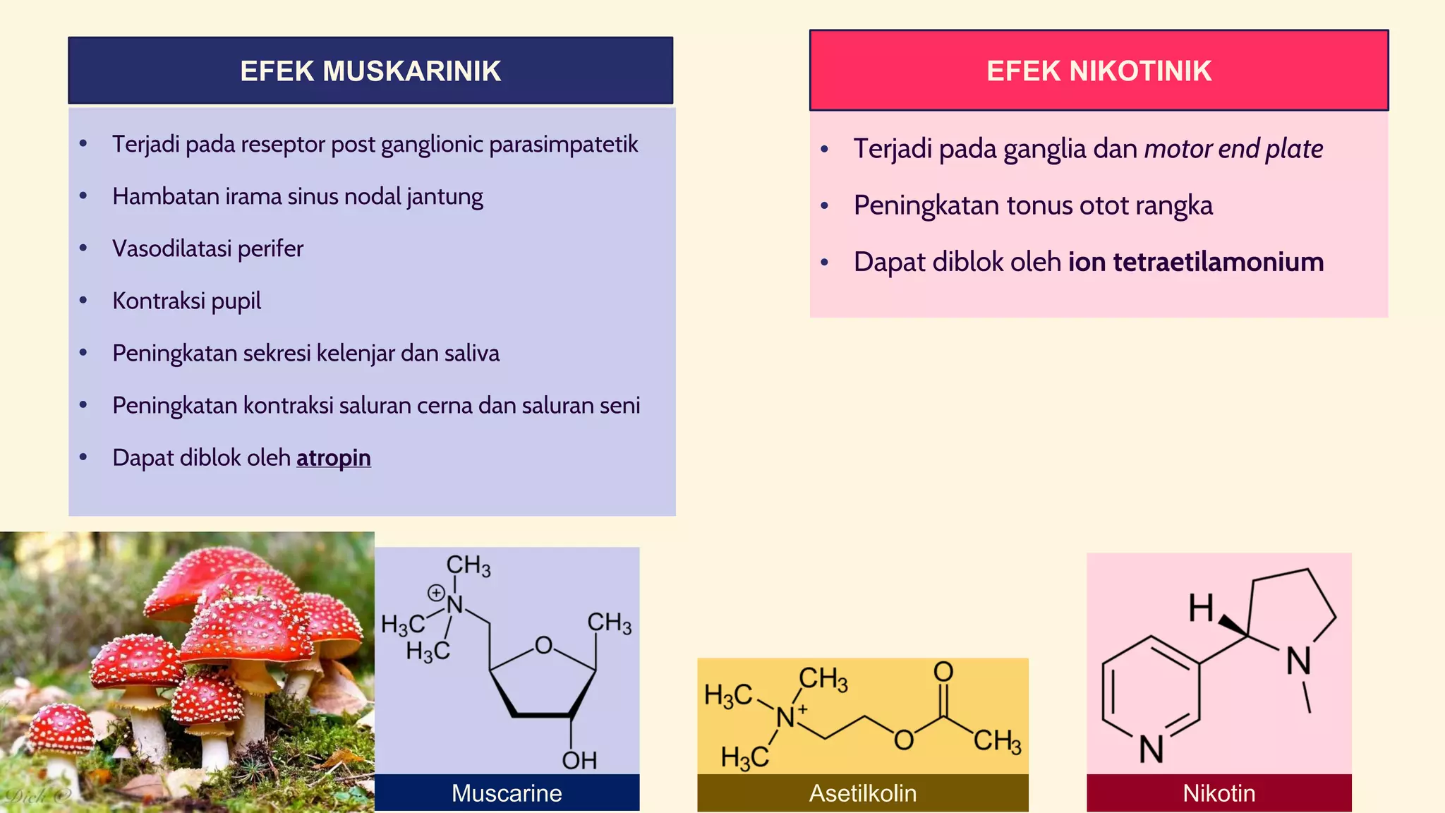 PERTEMUAN 1 KOLINERGIK & ANTIKOLINERGIK.pptx