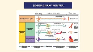 PERTEMUAN 1 KOLINERGIK & ANTIKOLINERGIK.pptx