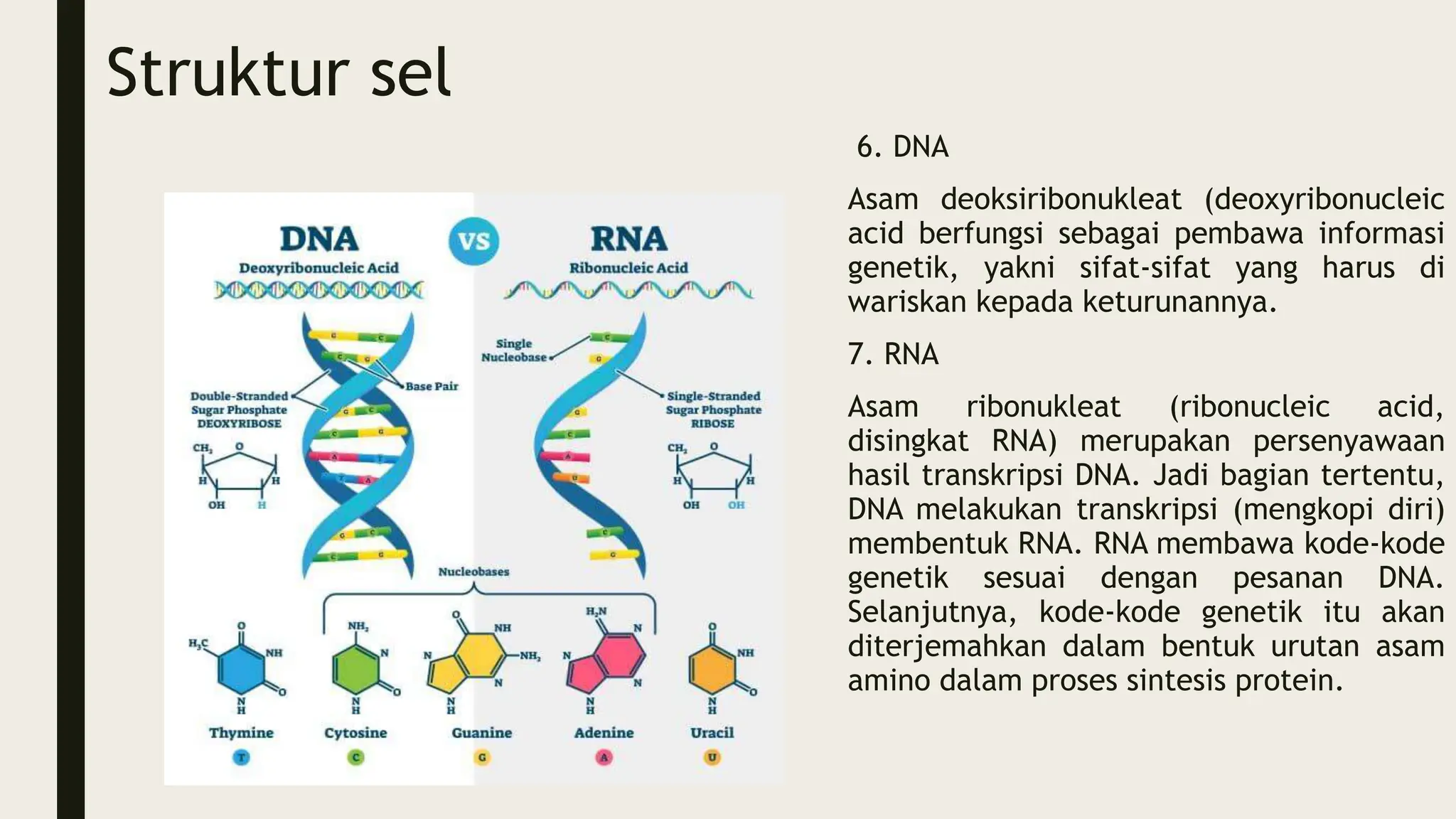 konsep biologi sel pada manusia/ Keperawatan | PPTX